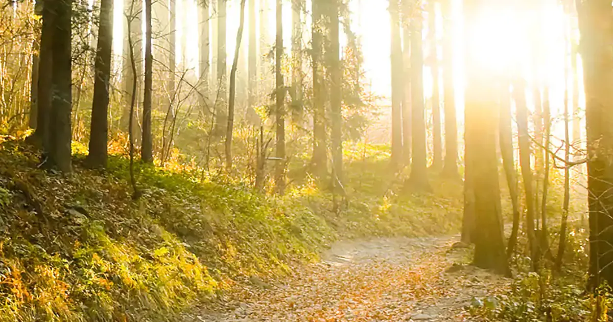 Student Success | Meridian University